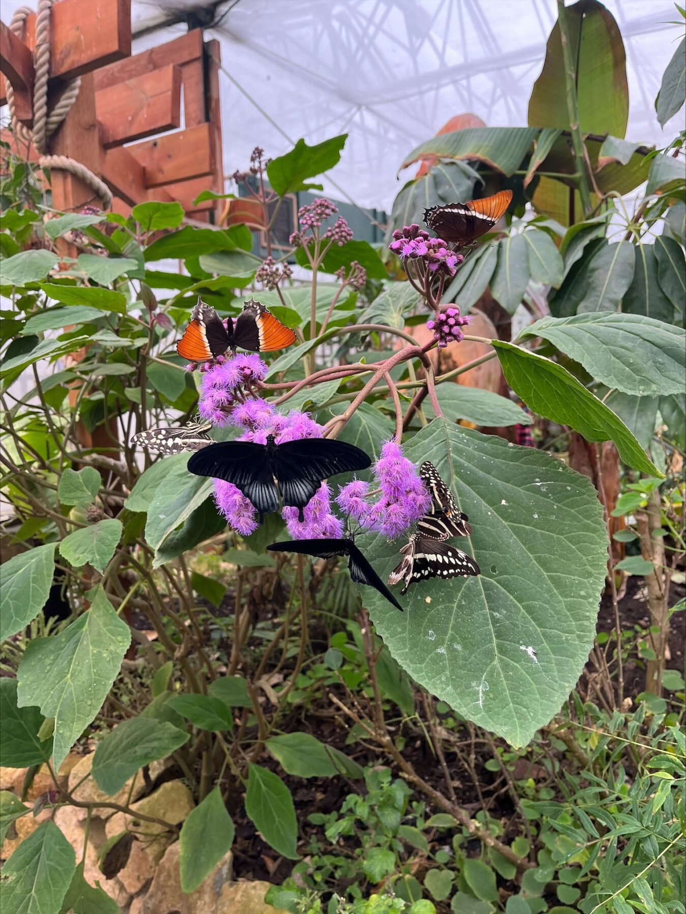 Butterfly Farm - Stafford Leys Primary School